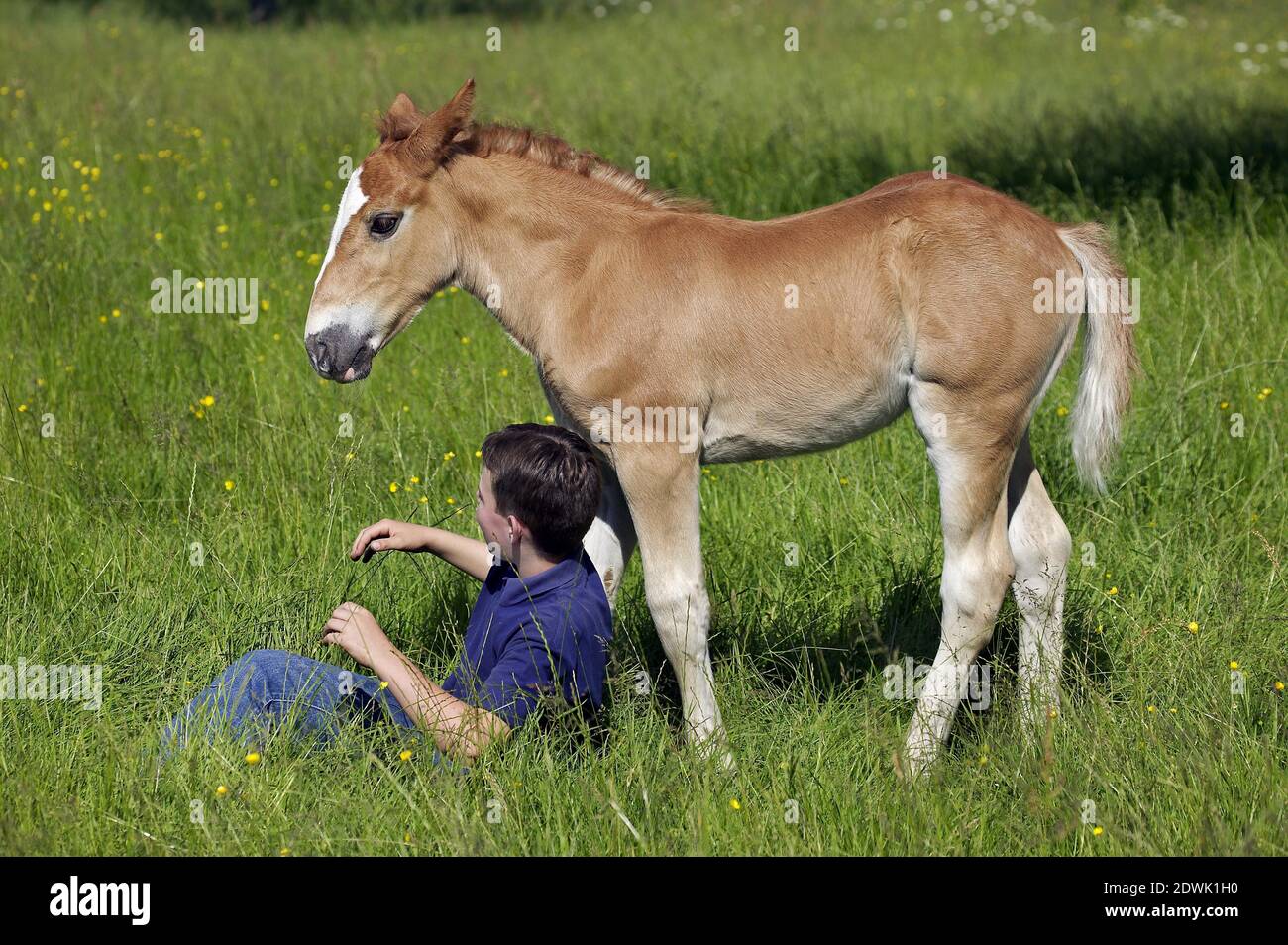 Boy and Foal of Norman Cob Horse Stock Photo - Alamy