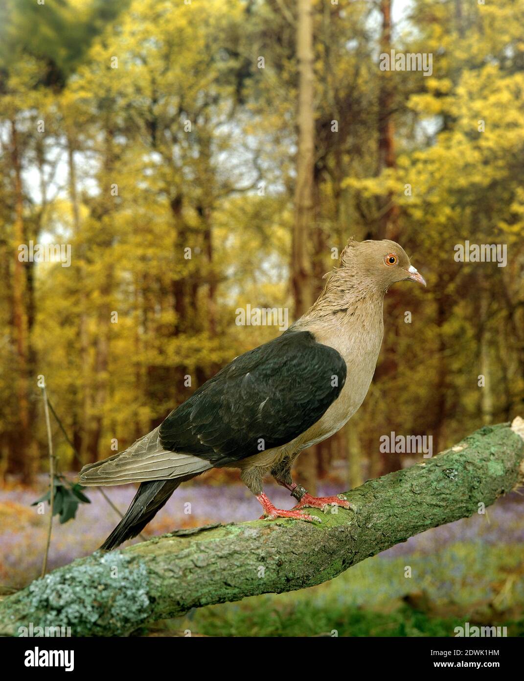 Archangel Domestic Pigeon Stock Photo - Alamy