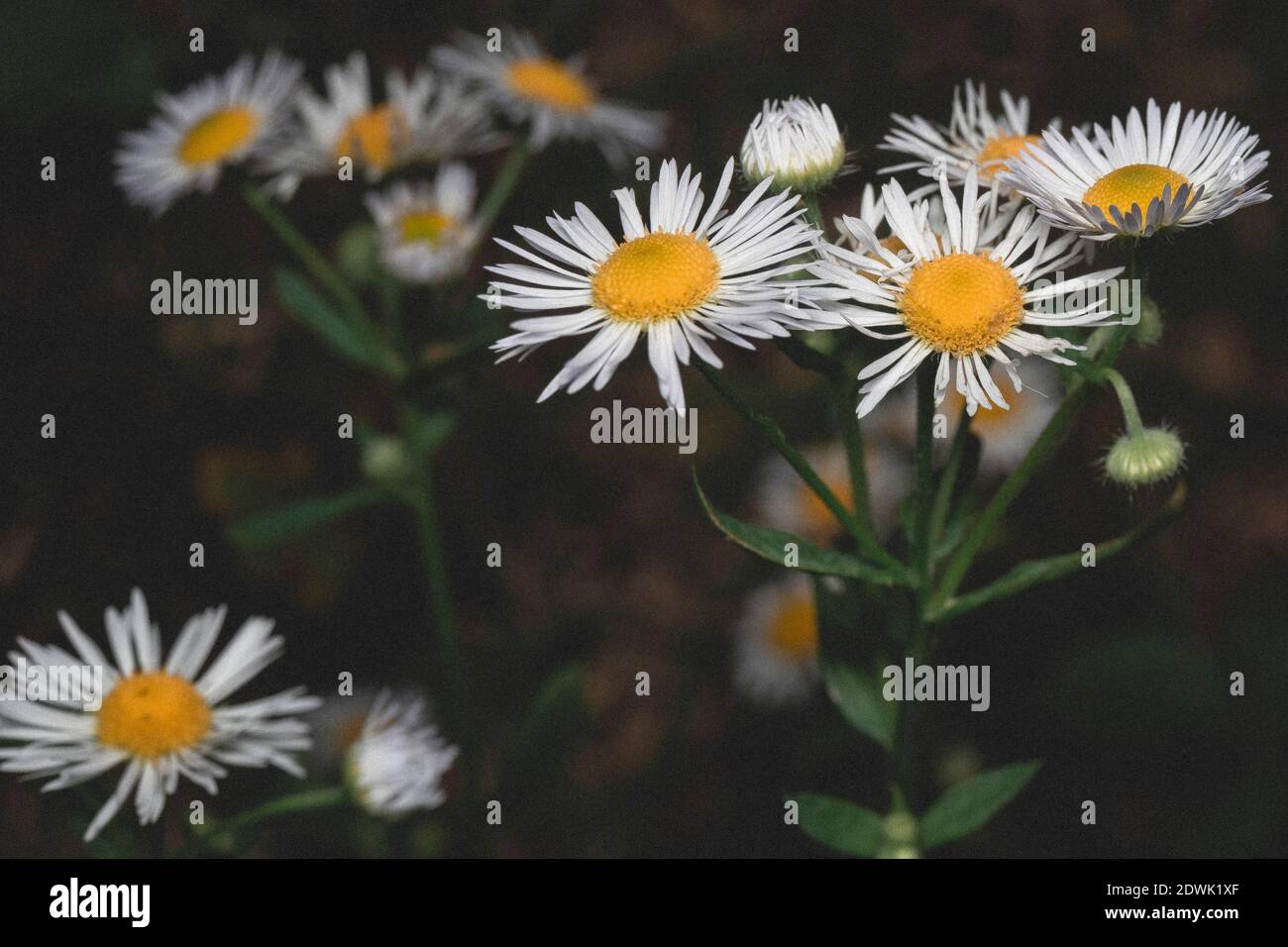 Daisy georgia hi-res stock photography and images - Alamy