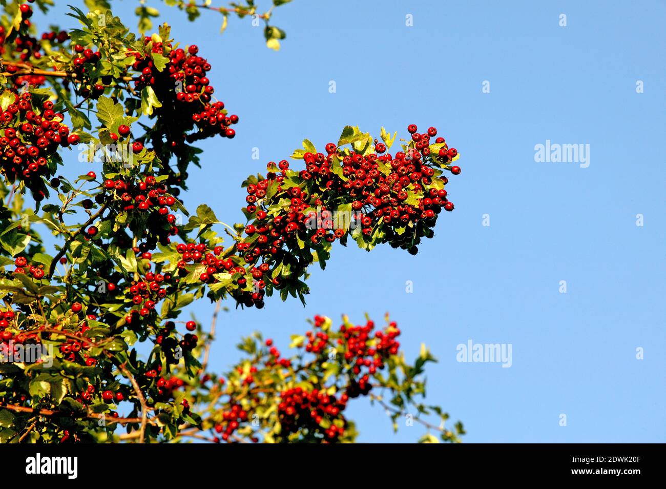 Swedish Whitebeam, sorbus intermedia Stock Photo - Alamy