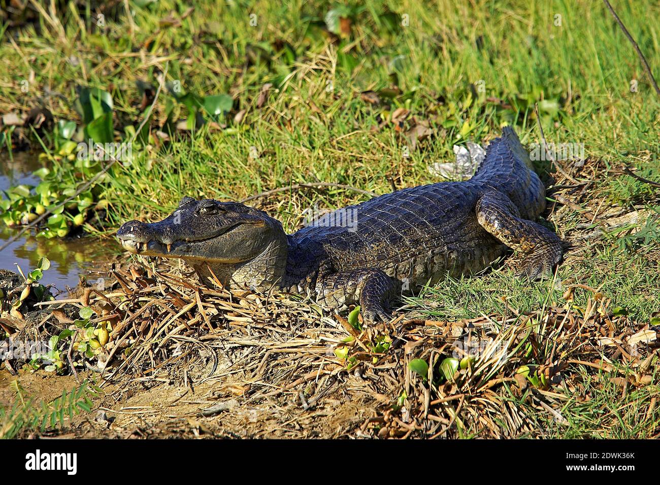 Spectacled Caiman, caiman crocodilus, Los Lianos in Venezuela Stock ...