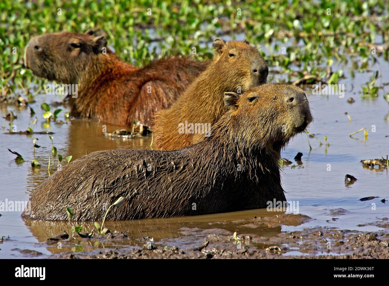 Capybara, hydrochoerus hydrochaeris, standing in Swamp, Los Lianos in ...