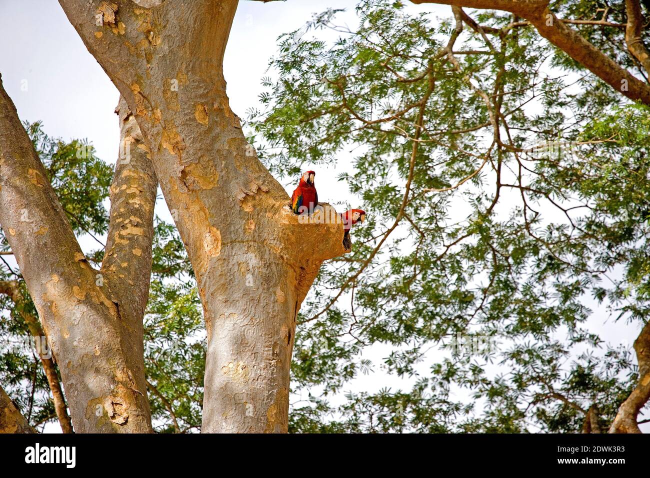 Two scarlet macaw nest hi-res stock photography and images - Alamy