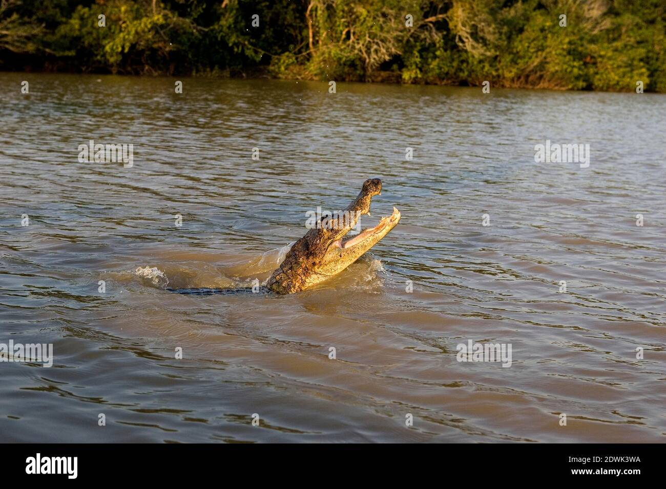 Spectacled Caiman, caiman crocodilus, Head emerging from River, Los ...
