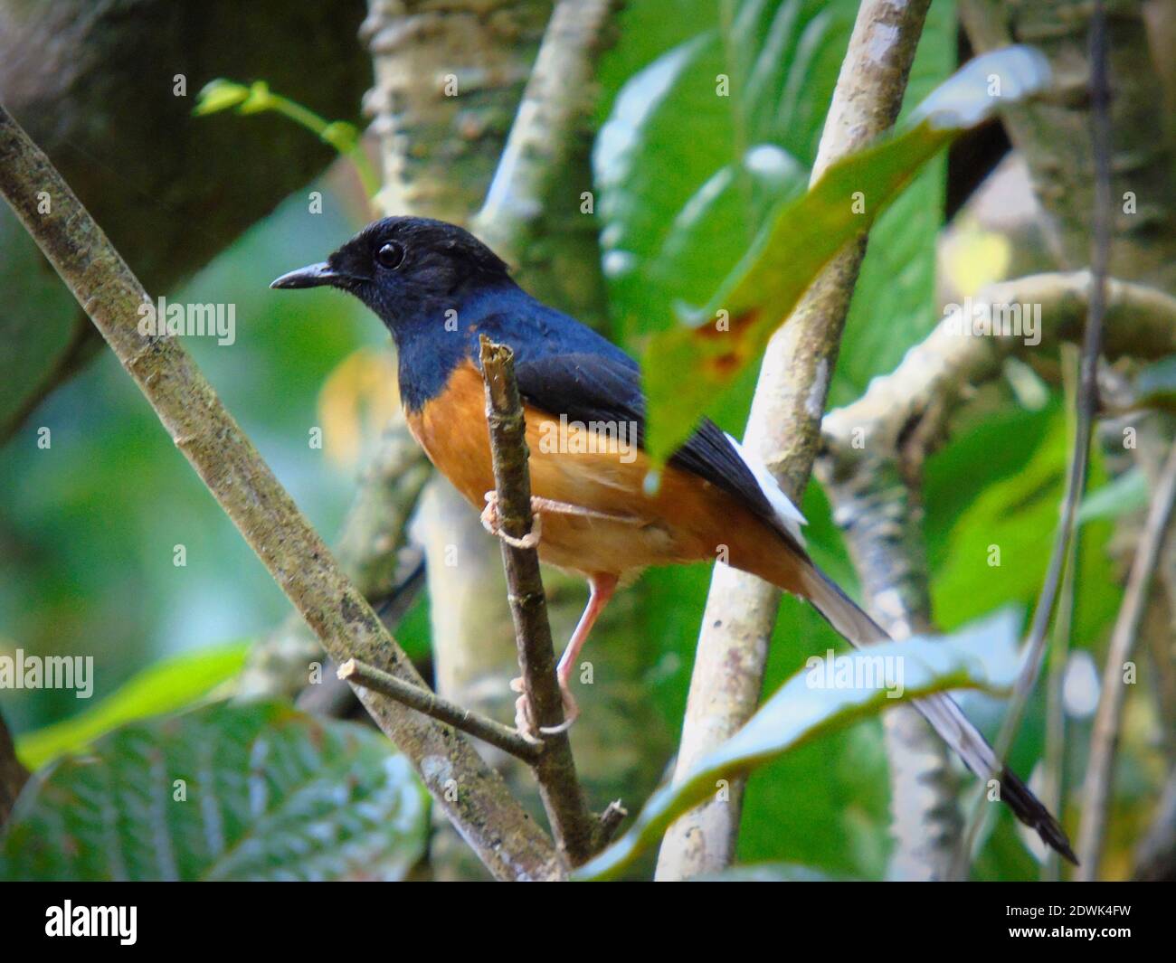 Murai hi-res stock photography and images - Alamy