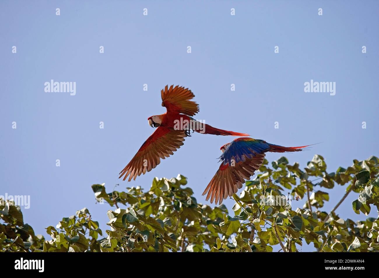 Scarlet Macaw, ara macao, Pair in Flight, Los Lianos in Venezuela Stock ...