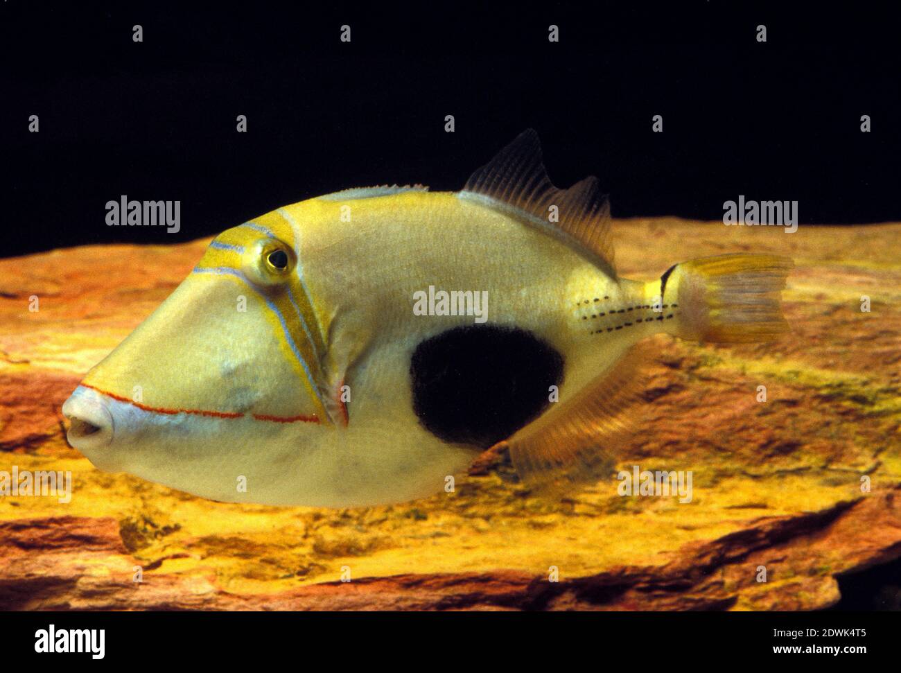 Blackbelly Triggerfish, rhinecanthus verrucosus Stock Photo - Alamy
