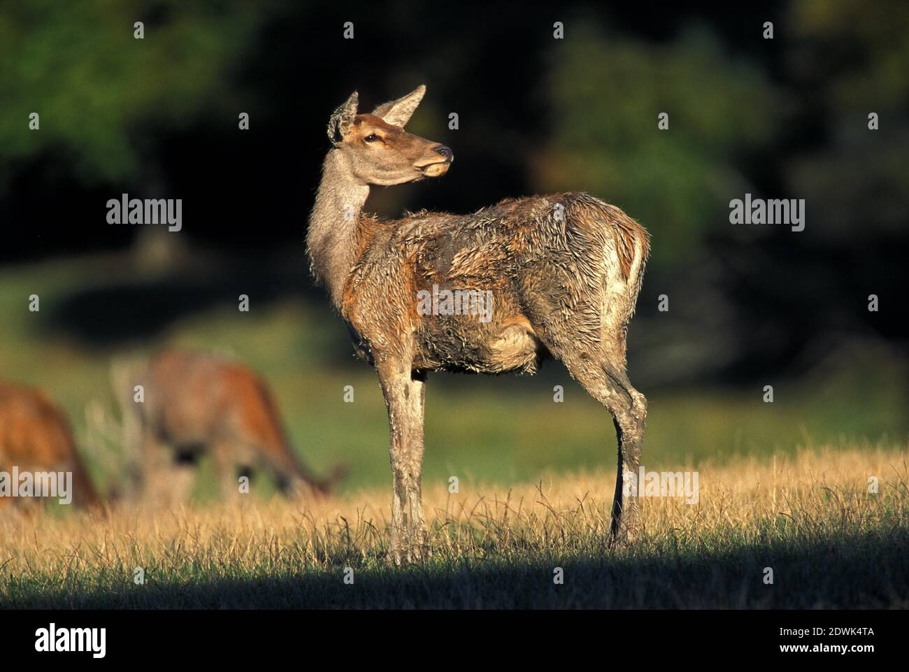 Adult female red deer hi-res stock photography and images - Alamy