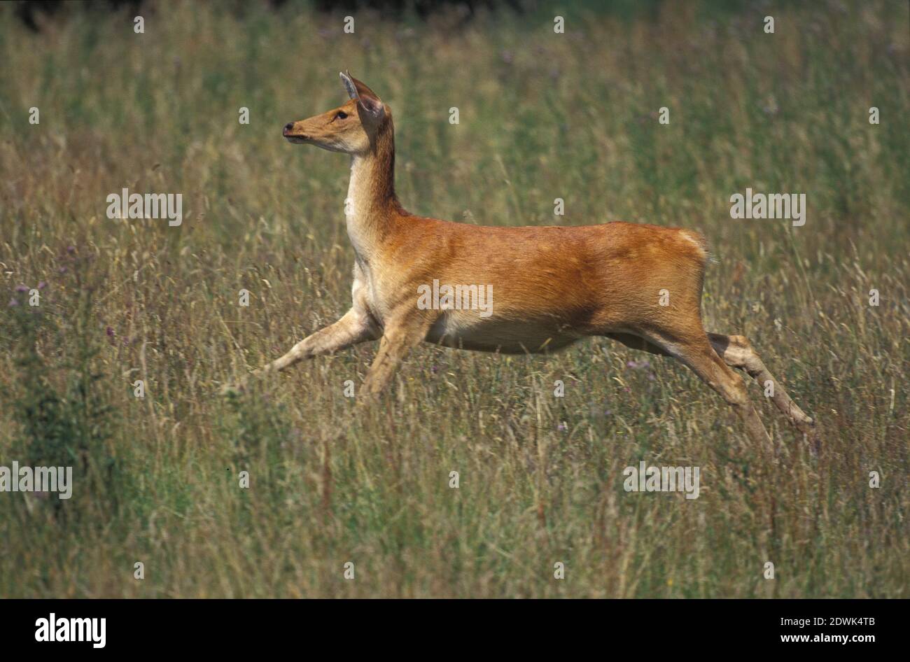 Female barasingha swamp deer hi-res stock photography and images - Alamy