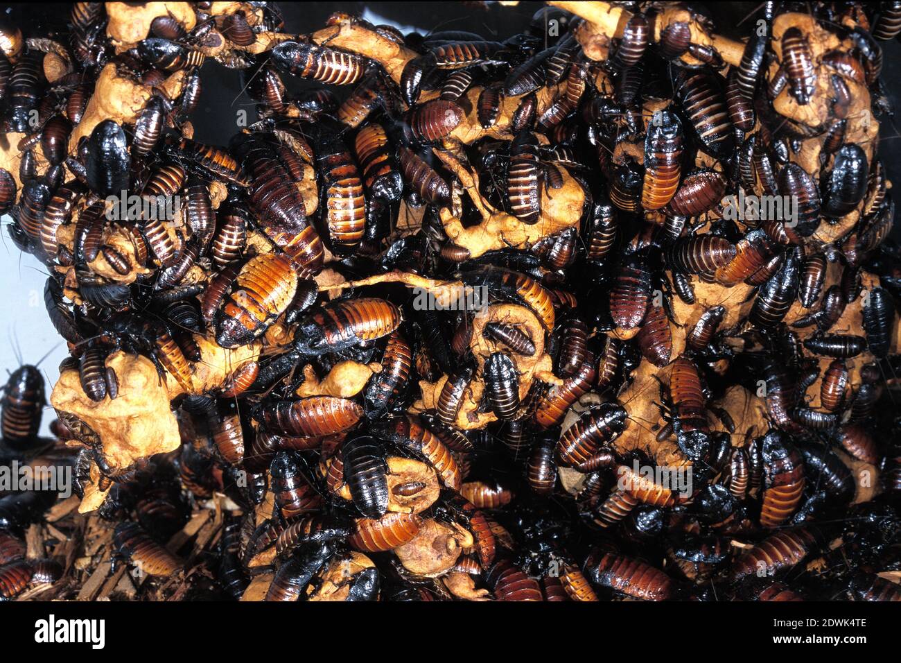 Madagascar Giant Hissing Cockroach, gromphadorhina portentosa Stock ...