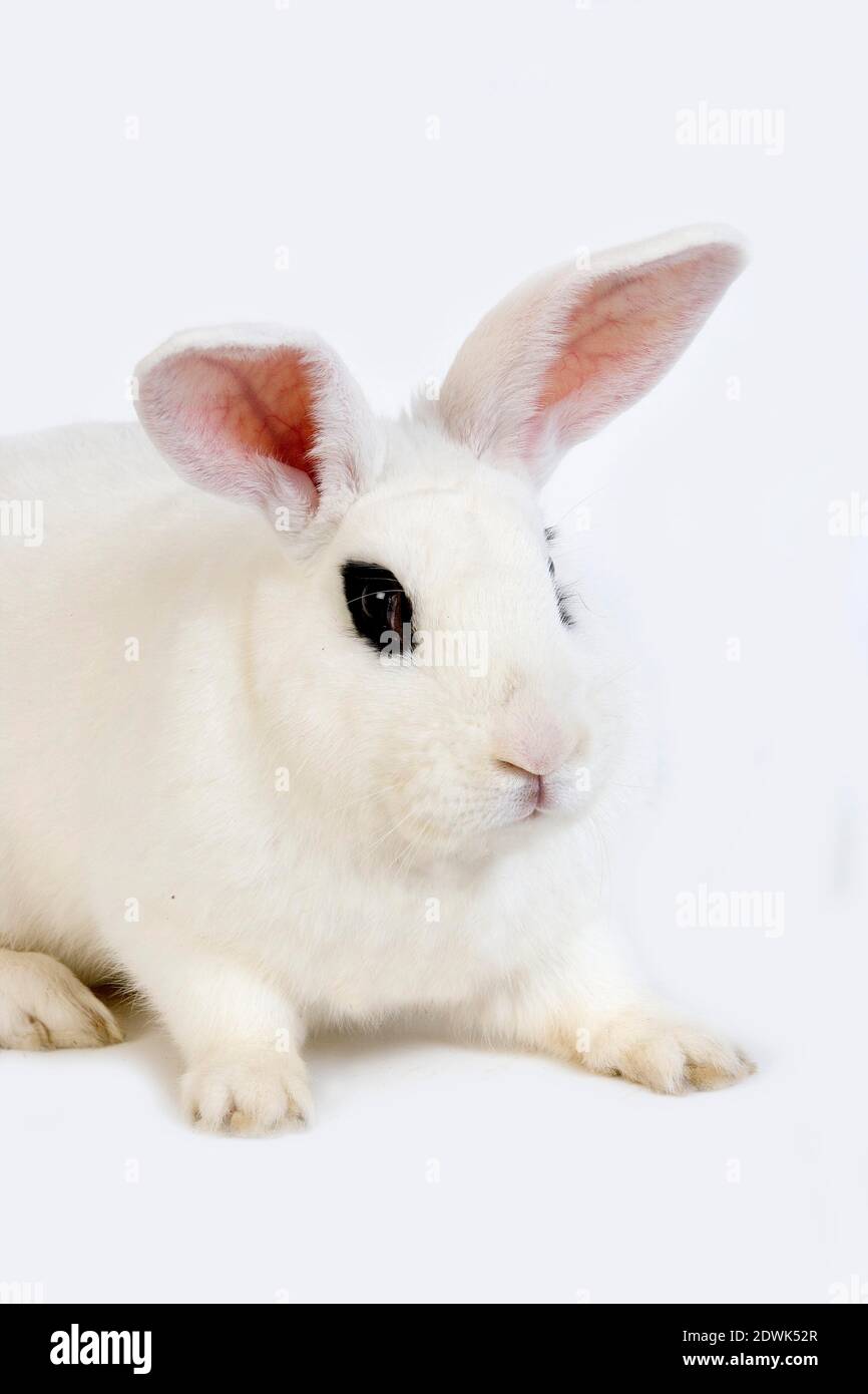 Hotot Domestic Rabit against White Background, Breed from Normandy ...