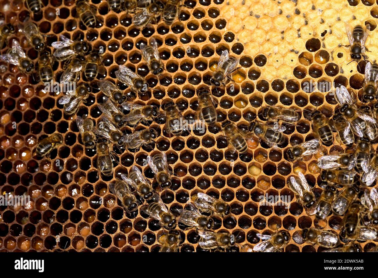 Honey Bee, apis mellifera, Worker looking after Larvae on Brood Comb ...