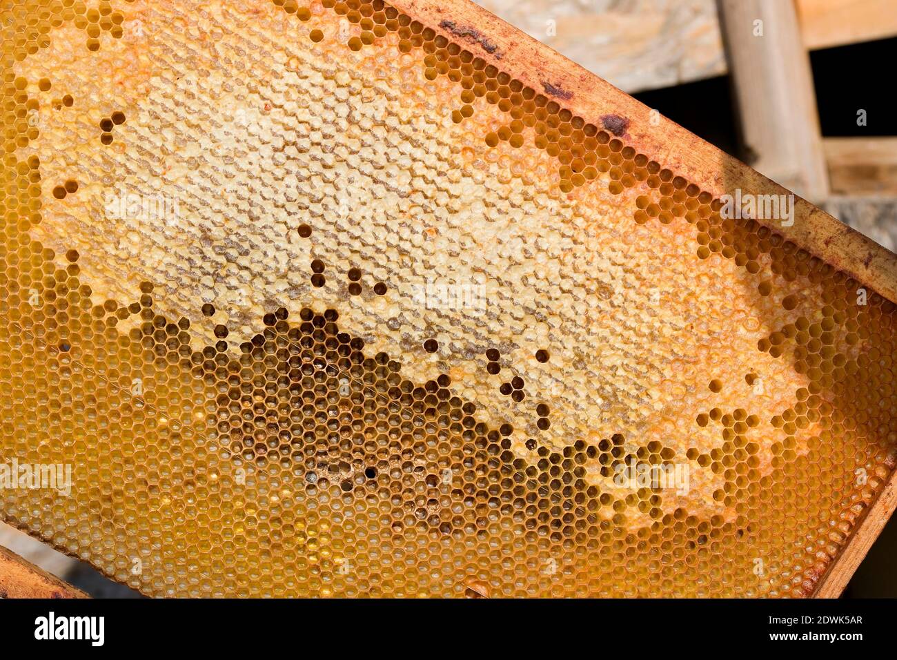 Honey Bee, apis mellifera, Worker looking after Larvae on Brood Comb ...