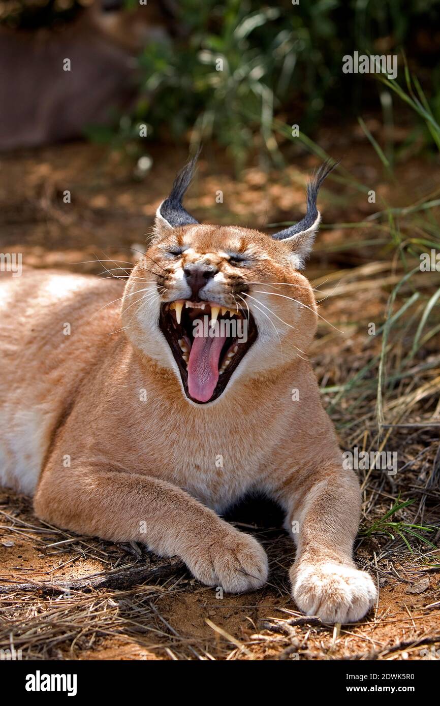 Caracal, caracal caracal, Adult Yawning Stock Photo - Alamy