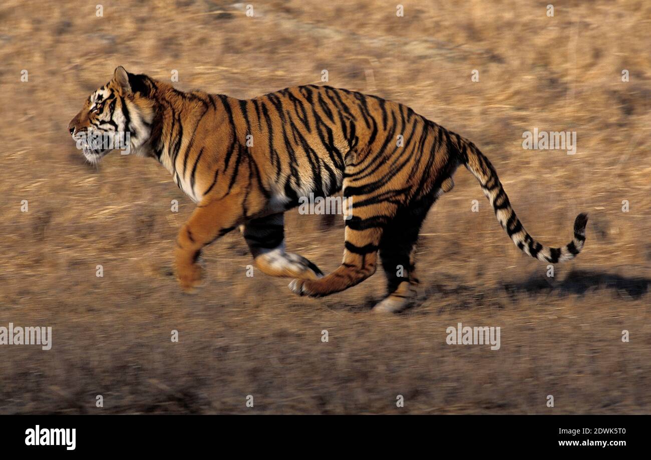 Bengal Tiger, panthera tigris tigris, Adult running Stock Photo - Alamy