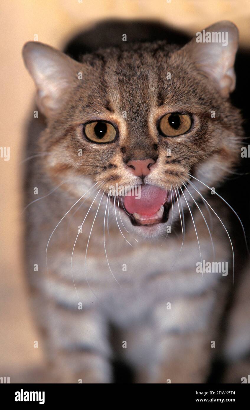Rusty-Spotted Cat, prionailurus rubiginosus Stock Photo - Alamy