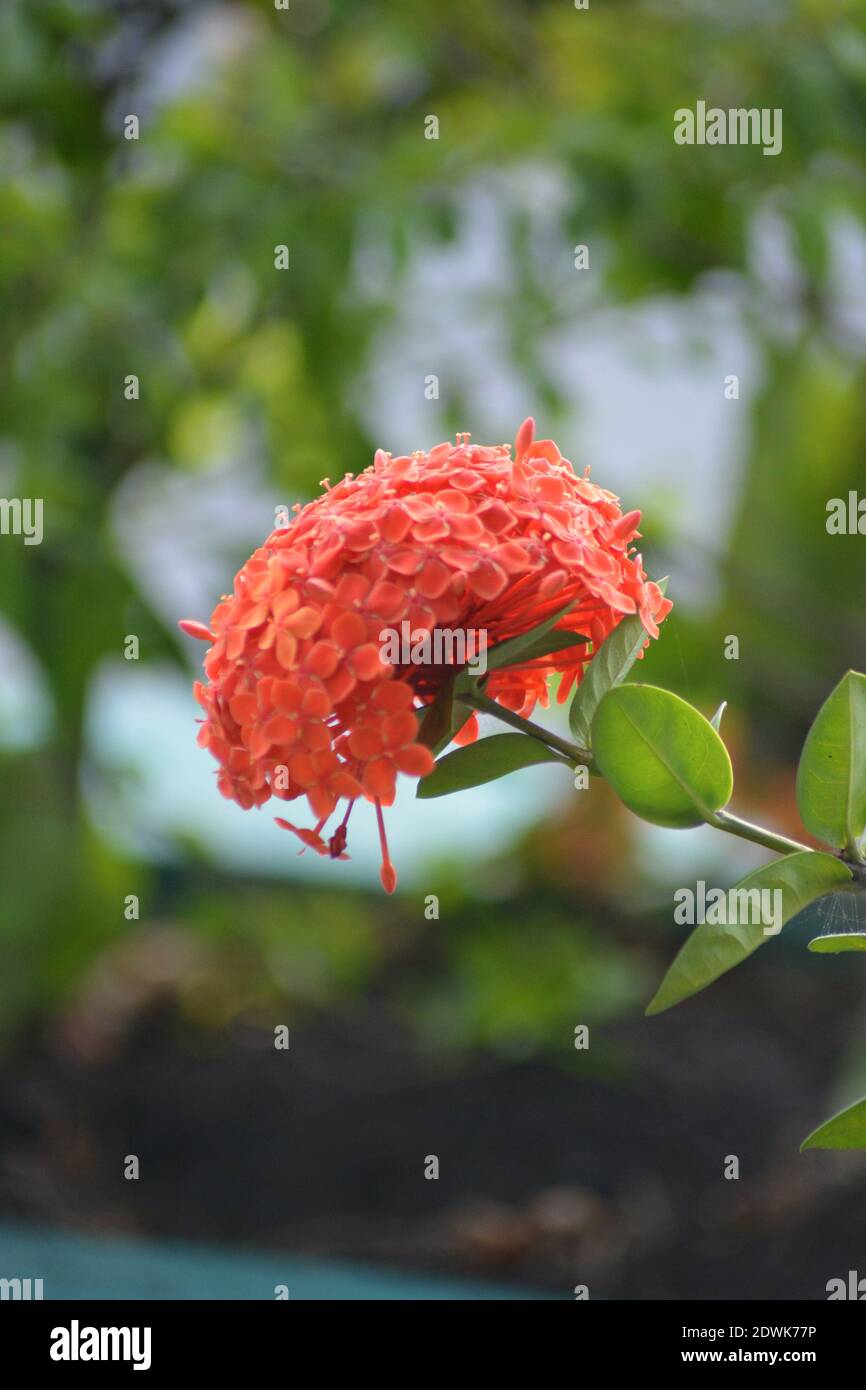 Bayahibe rose hi-res stock photography and images - Alamy