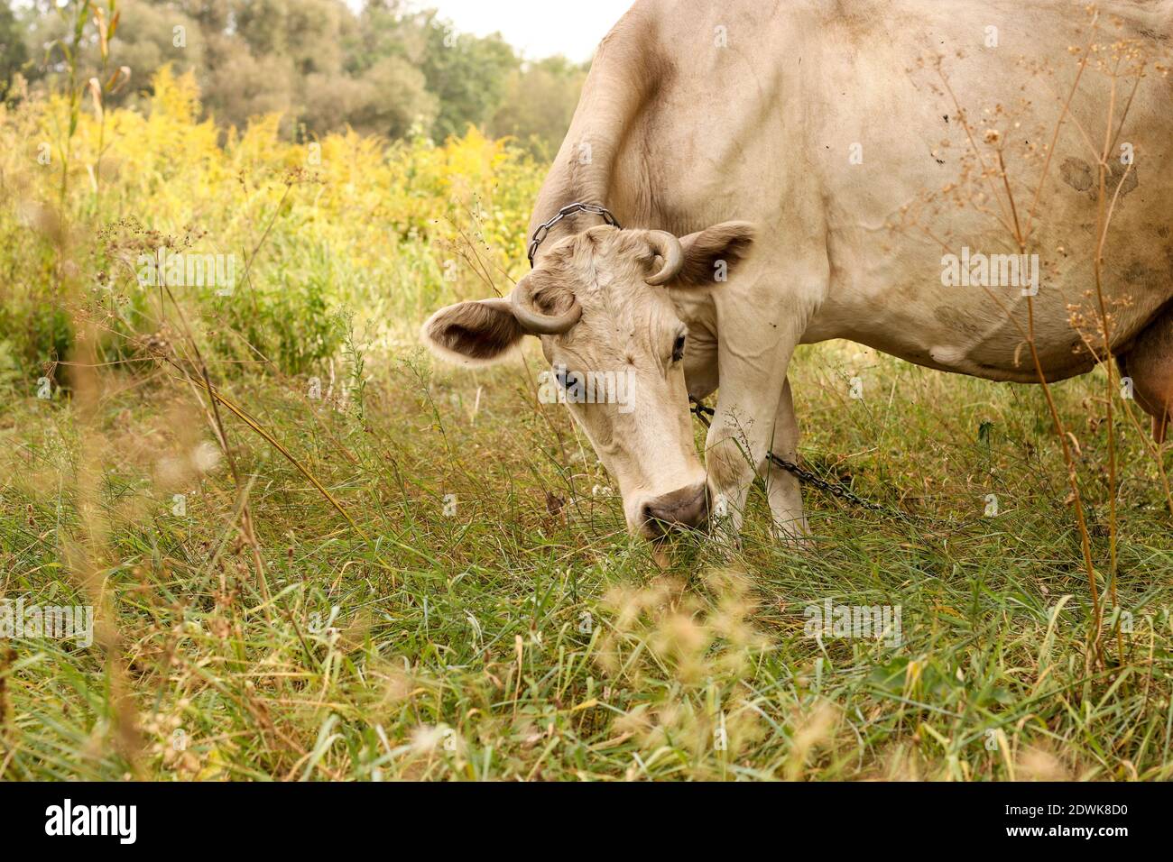 Beige cow on a summer pasture eating grass. Closeup. Horizontal format ...