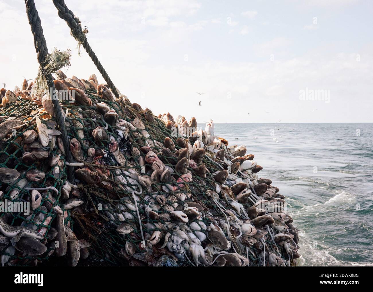 Bycatch Fishing High Resolution Stock Photography and Images - Alamy