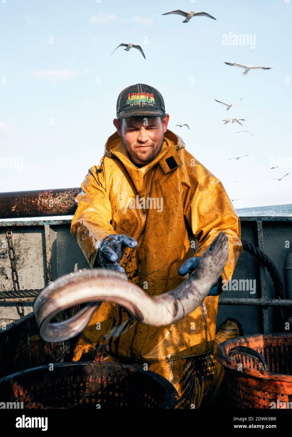 A young Eel which is too small to be sold is returned to the sea alive ...