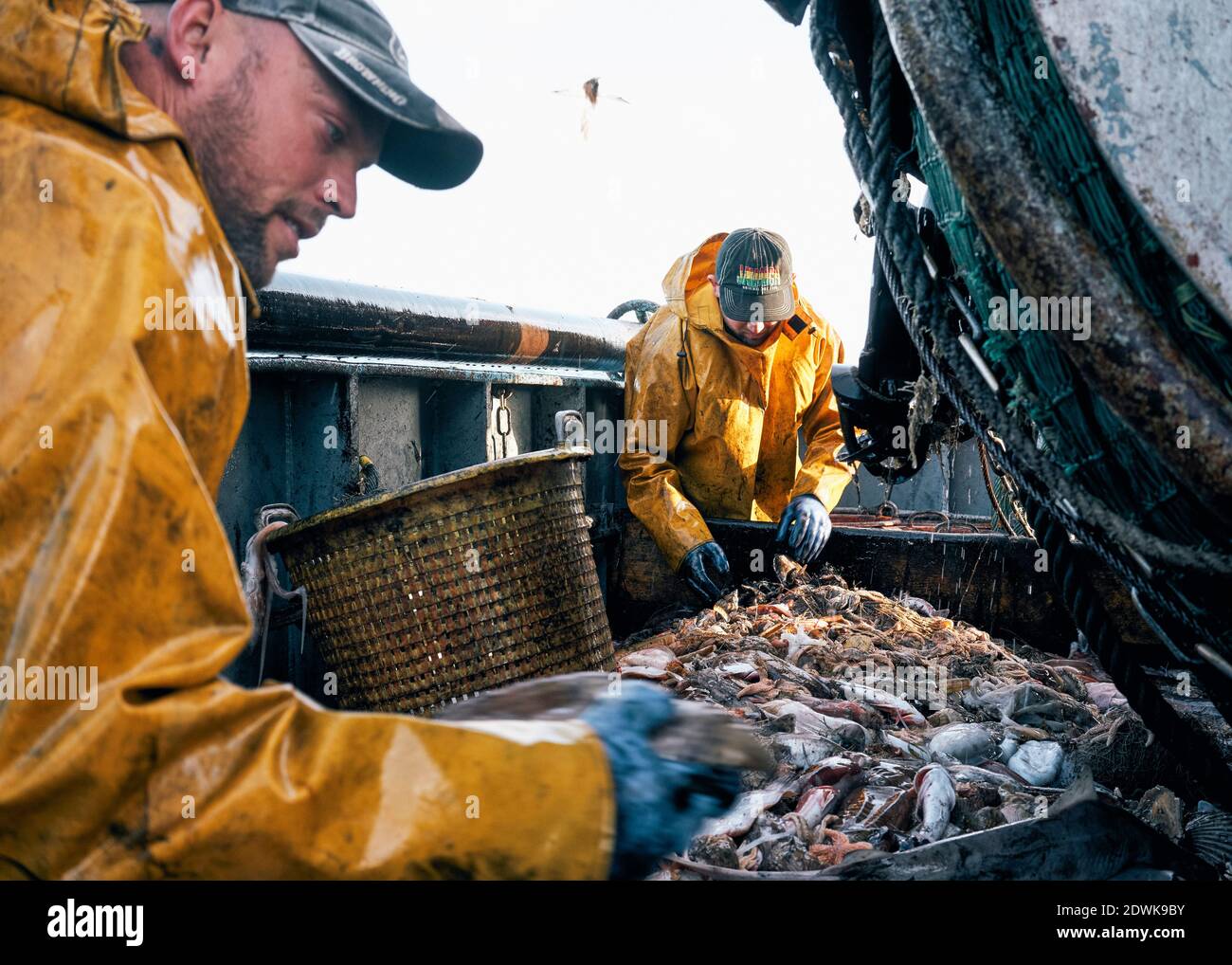 Devon fish species hi-res stock photography and images - Alamy