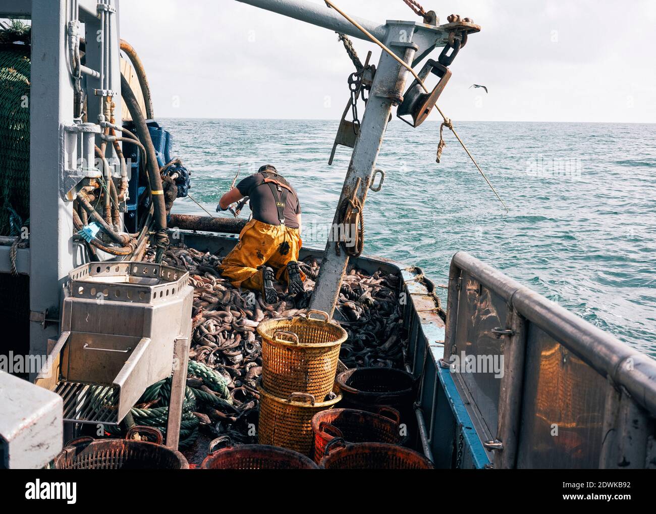 Kieran sorts through the catch and throws the Dogfish back into the sea ...