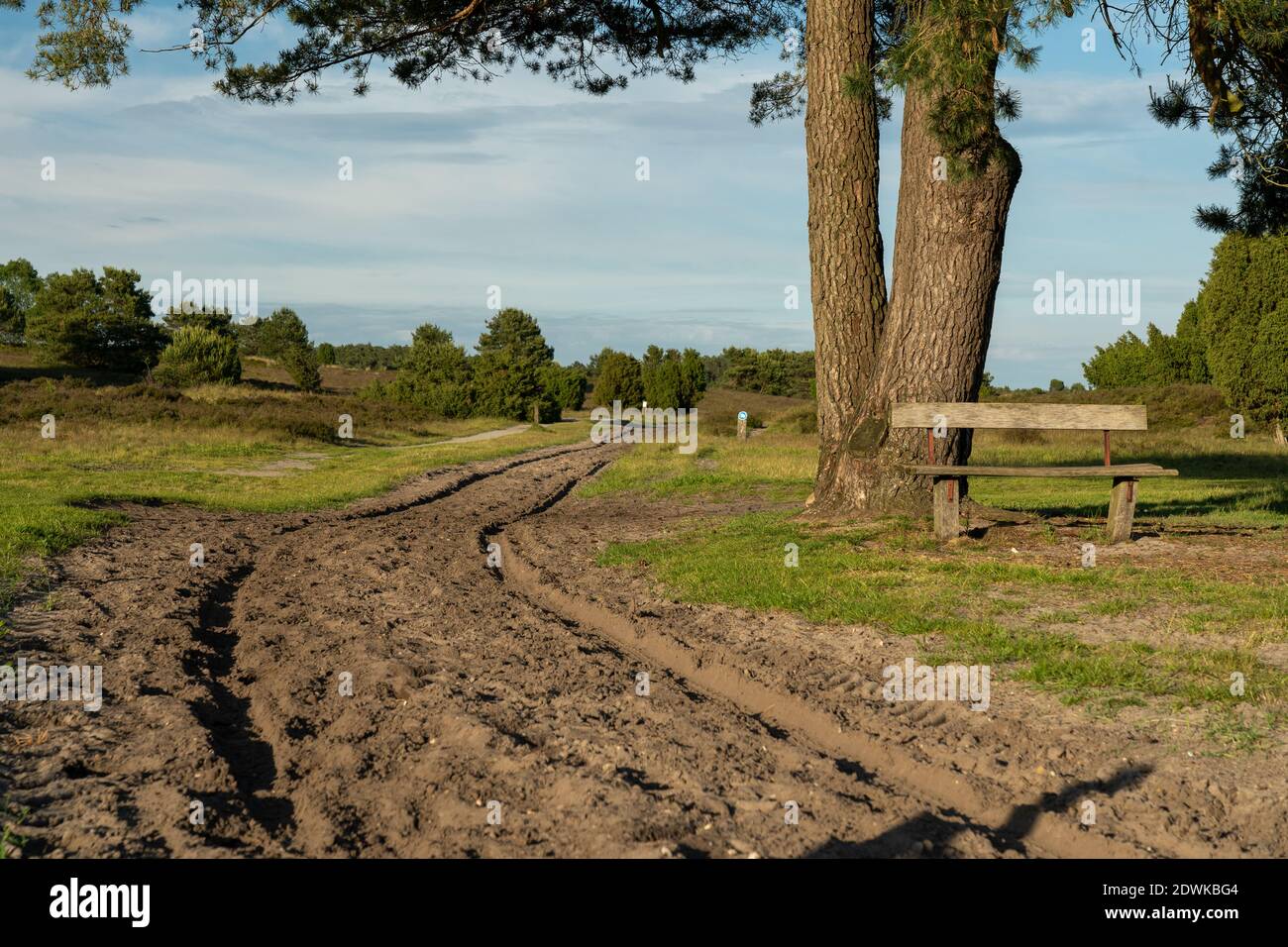 Birch trees with emerging foliage in summer time in lueneburger heide ...