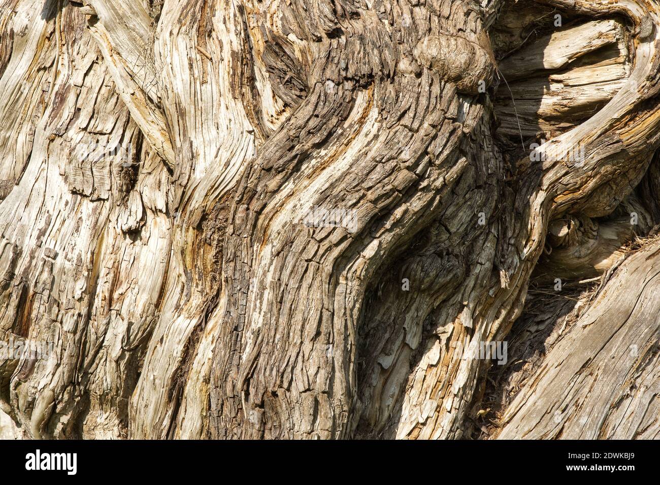 Old gnarled tree trunk Stock Photo - Alamy