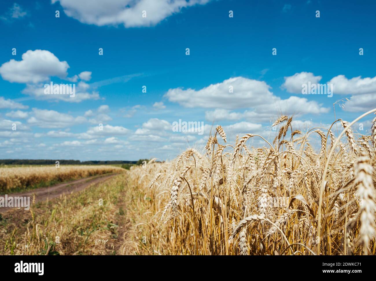Agricultural field. Ripe ears of wheat. The concept of a rich harvest ...