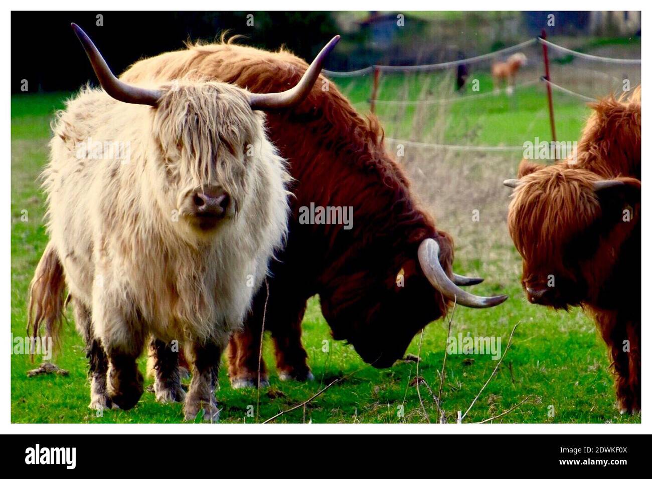 Highland cattle herd Cut Out Stock Images & Pictures - Alamy