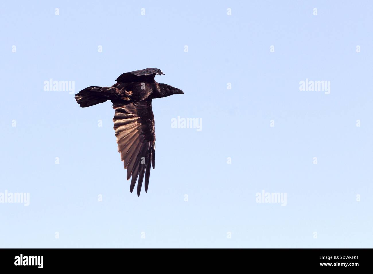 Common raven first light dawn hi-res stock photography and images - Alamy
