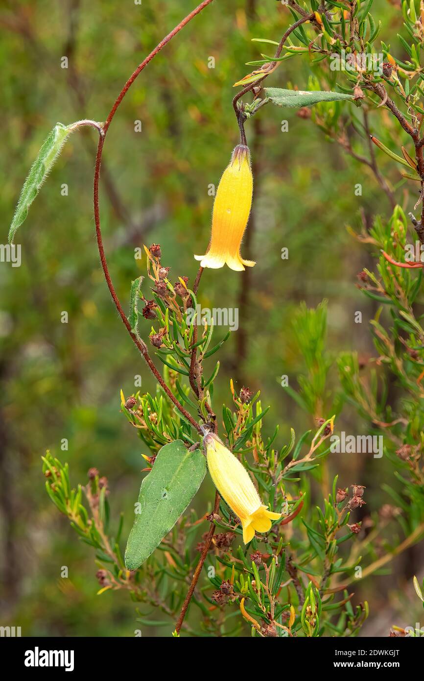 Marianthus bignoniaceu, Orange Bell-Climber Stock Photo - Alamy