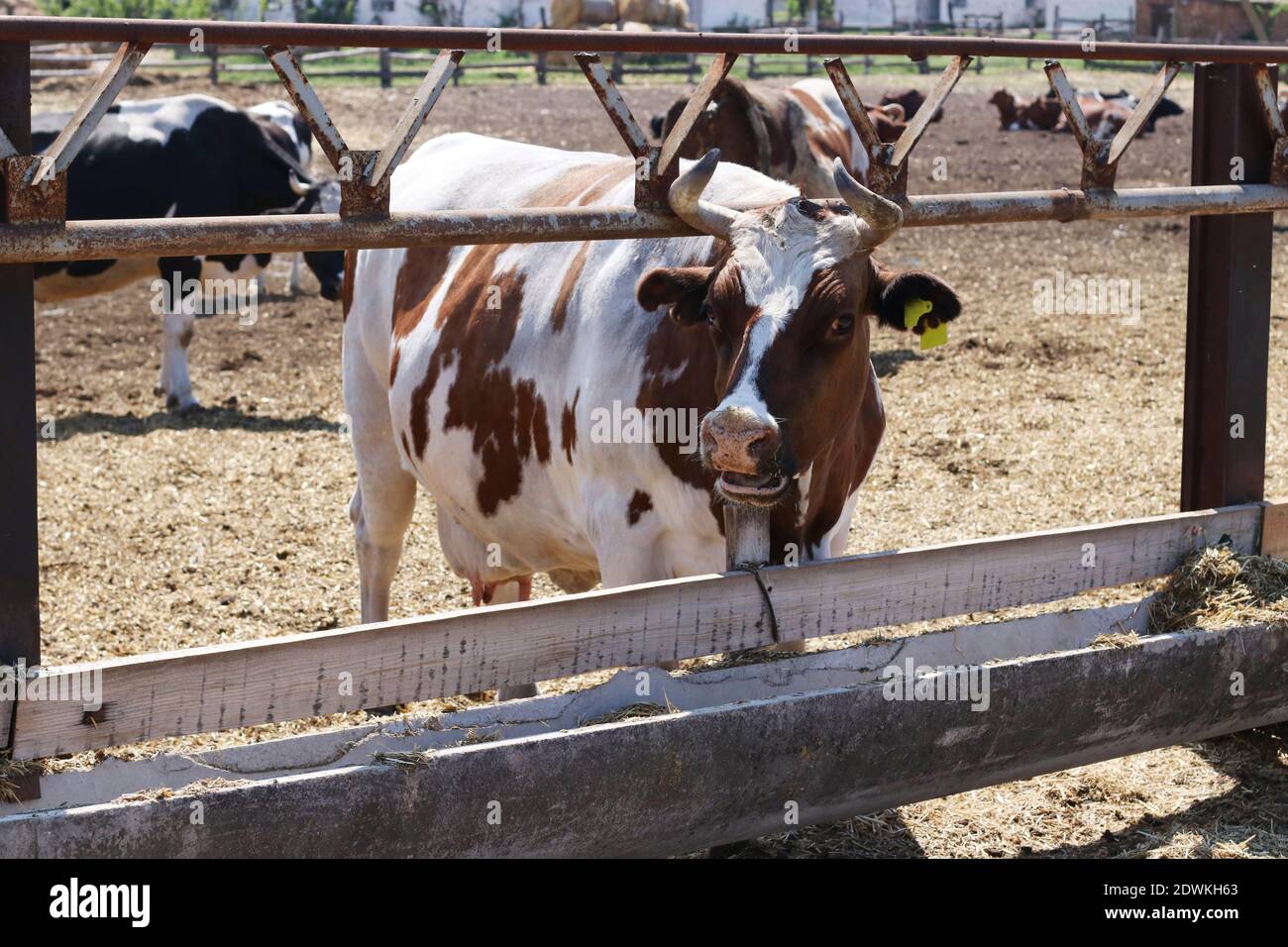 Trough near cow hi-res stock photography and images - Alamy