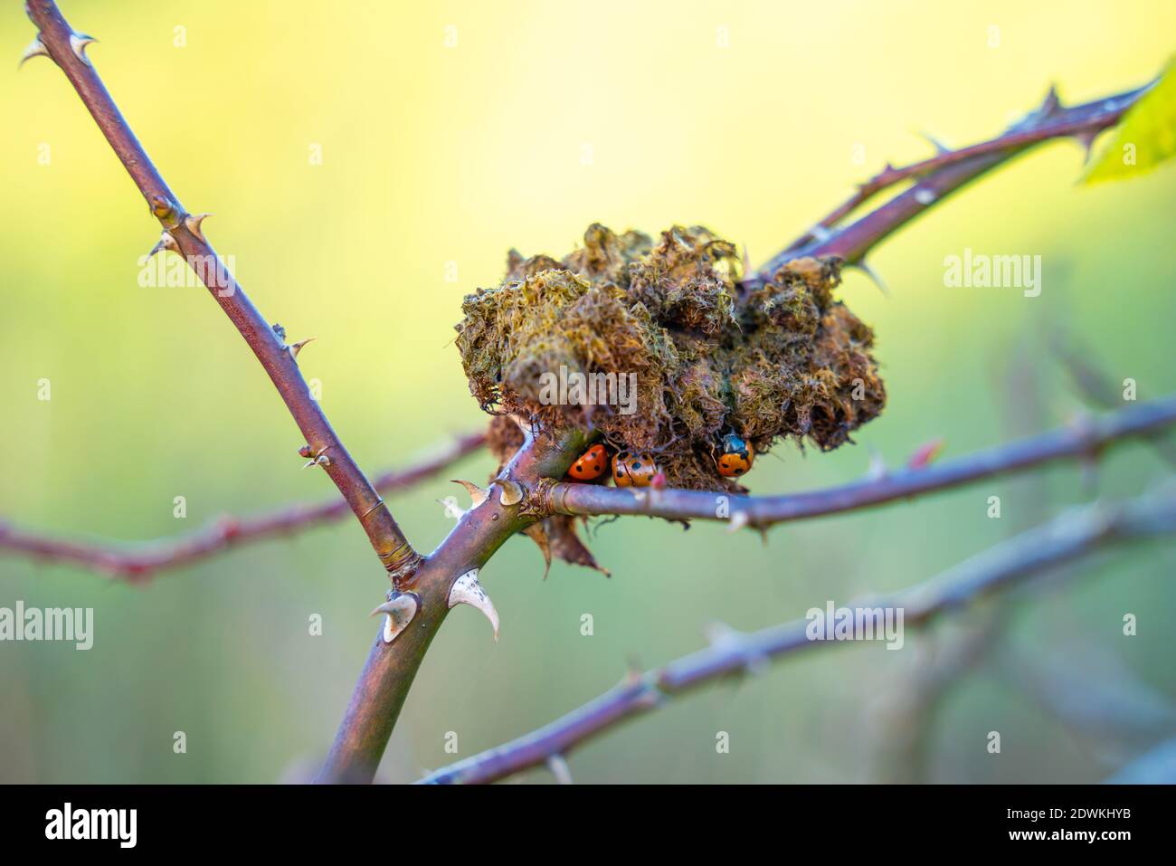 Hibernate Over The Winter In Masses High Resolution Stock Photography ...