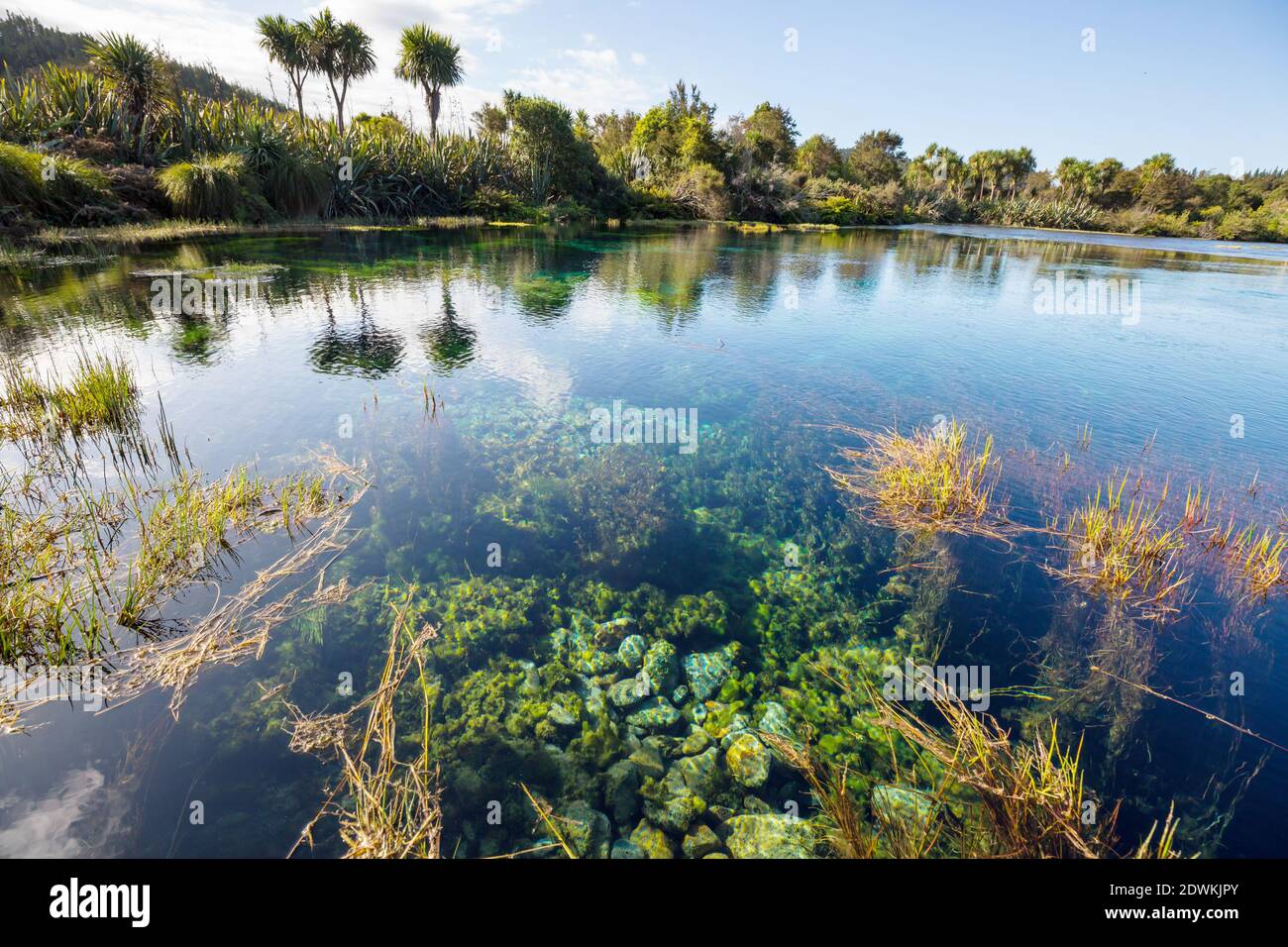 Unusual blue spring in New Zealand. Beautiful natural landscapes Stock ...