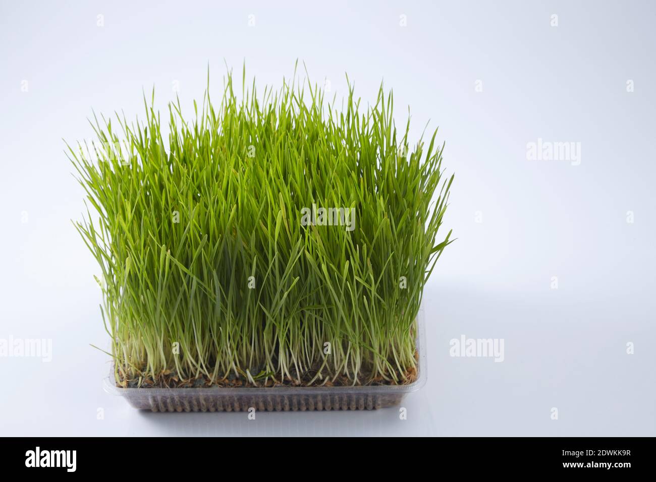 Wheatgrass Growing In Small Container Against White Background Stock ...