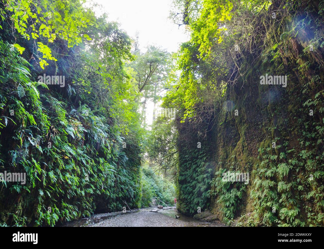 fern canyon in Redwoods National Park, USA, California Stock Photo - Alamy