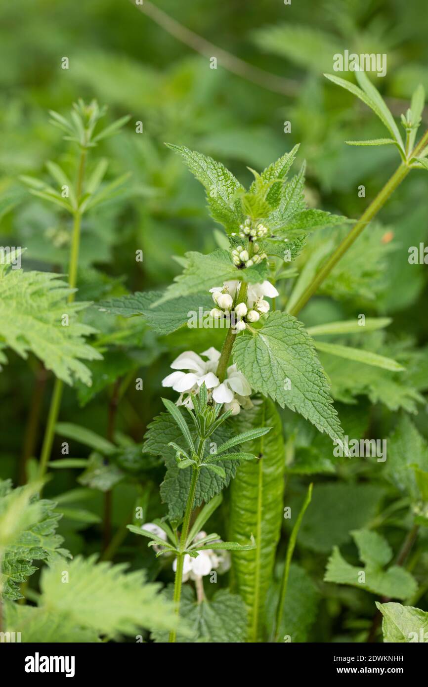 Stinging nettle flowers hi-res stock photography and images - Alamy