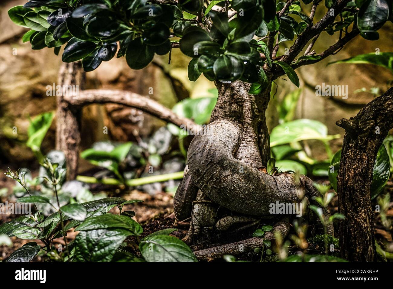Thick and bent tree trunk in an artificial jungle surrounding Stock ...