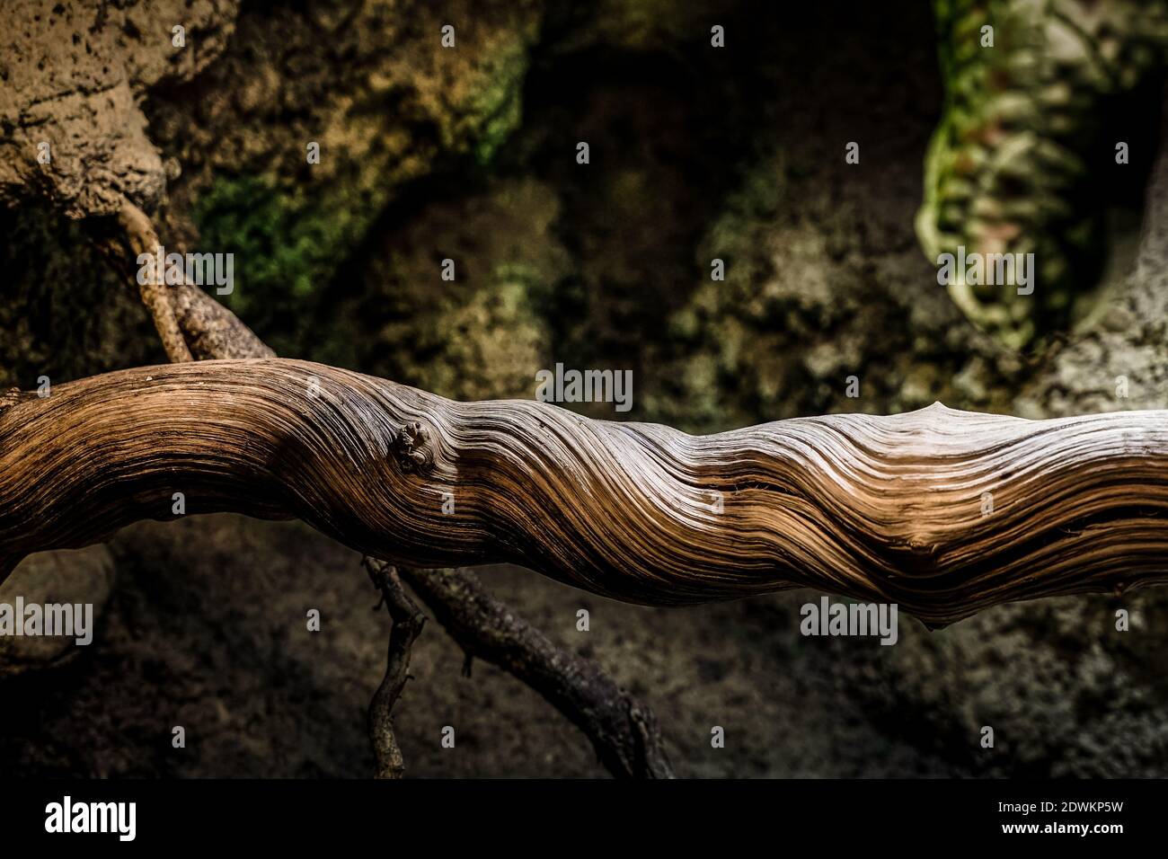 Branch with spiralled grooves bridging a gap between rocks Stock Photo ...
