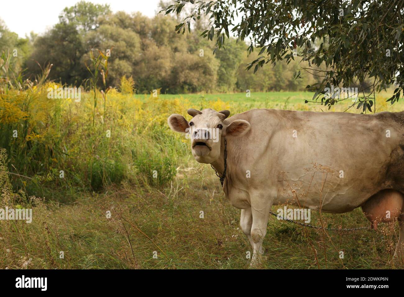 A beige cow grazes in a summer pasture and hums. Closeup. Horizontal ...