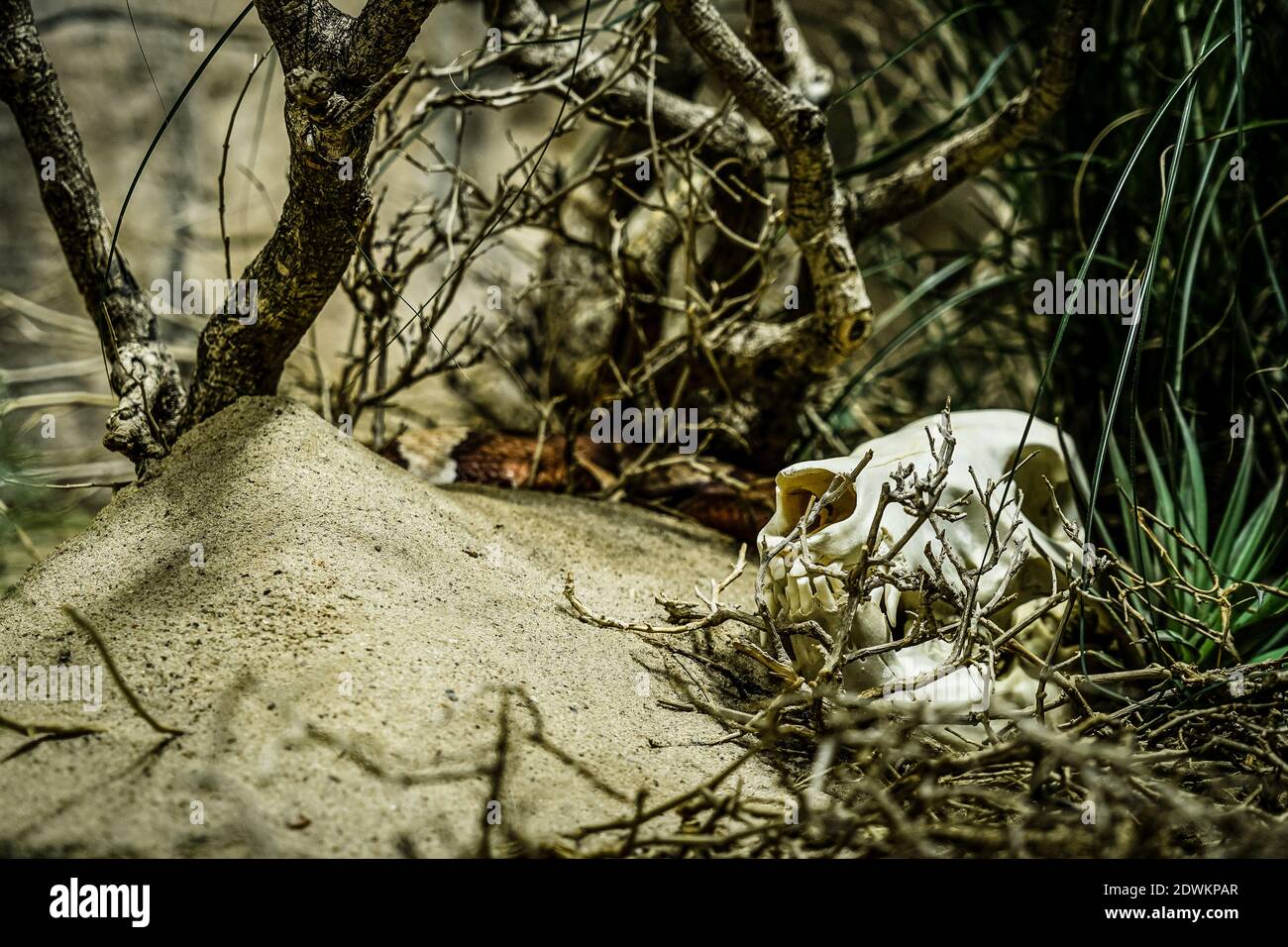 Skull lying half hidden unter shrubs in a desert environment Stock ...