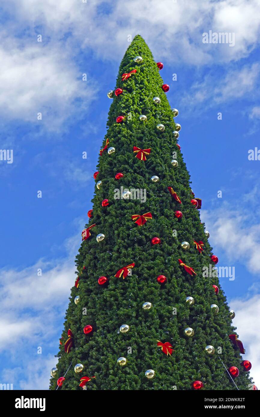 Tall christmas tree big hi-res stock photography and images - Alamy