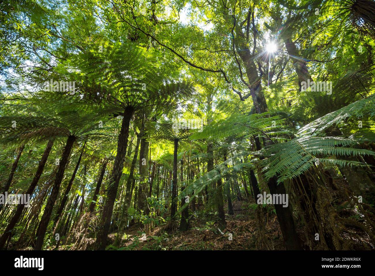 New Zealand tropical jungle forest. Green natural background Stock ...