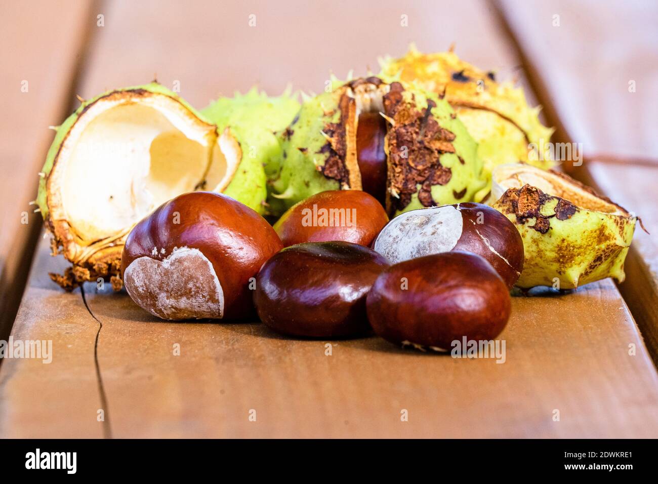 Autumn images: Freshly fallen chestnuts Stock Photo - Alamy