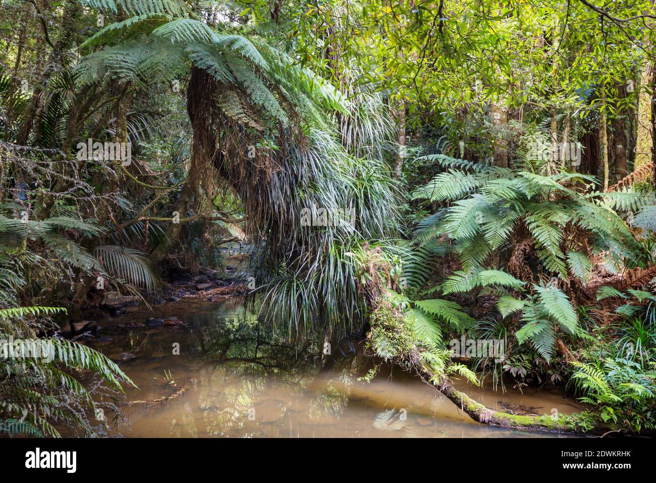 New Zealand tropical jungle forest. Green natural background Stock ...