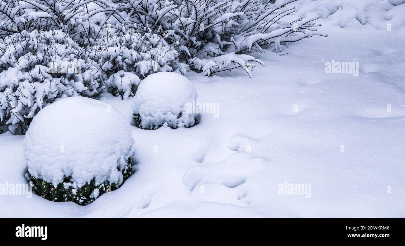 Clipped boxwood hi-res stock photography and images - Alamy