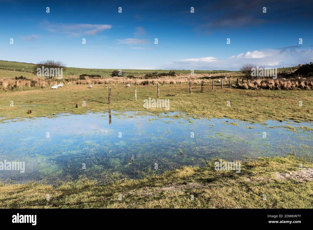 Waterlogged ground on farmland on Bodmin Moor in Cornwall Stock Photo ...