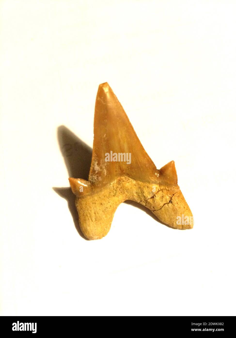 Animal body part hi-res stock photography and images - Alamy