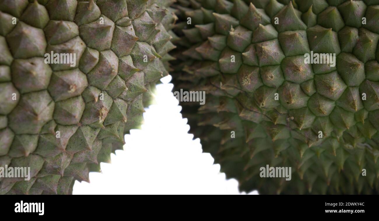 Two durian hi-res stock photography and images - Alamy